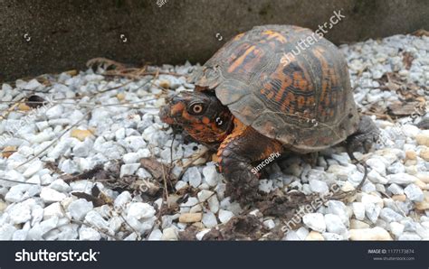 Image result for Orange Box Turtle