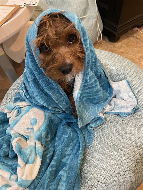 Image result for Cavapoo First Bath