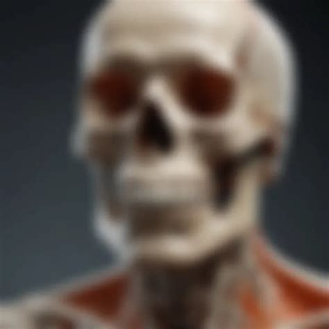 Image result for Triple Phase Bone Scan