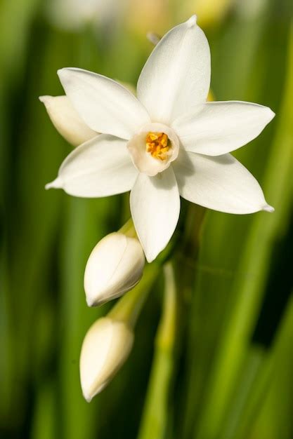 Image result for Spring Flower 330