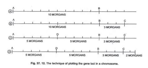 Image result for Chromosome Microarray Map