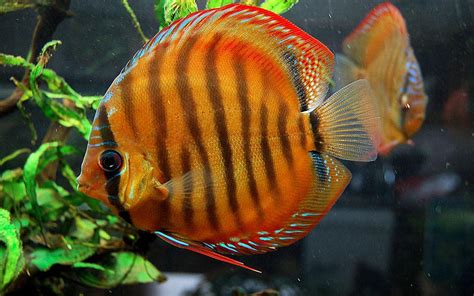 Image result for Red Discus Fish