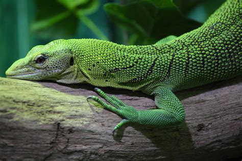 Monitor Lizard | Animal Kingdom