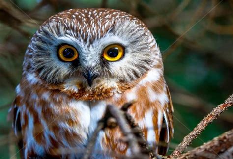 Image result for Crow Vs Raven Differences