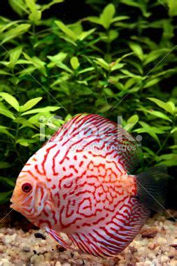 Image result for Live Discus Fish