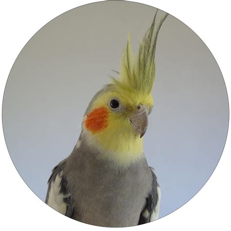 Image result for Cockatiel Behavior