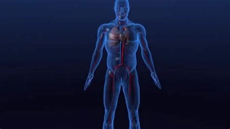 Image result for Heart Pumping Animation