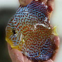 Image result for Peppered Discus