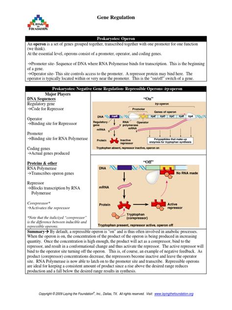 Gene Regulation: Prokaryotes: Operon | PDF | Operon | Regulation Of ...