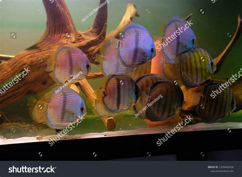 Image result for Discus Fish School