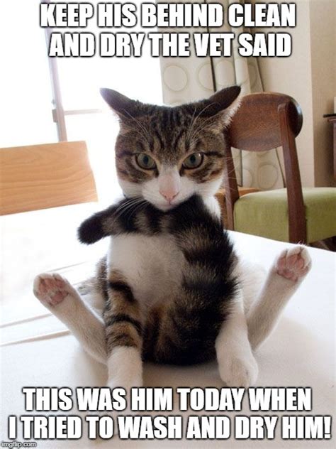 Image result for Random Cat Memes Clean