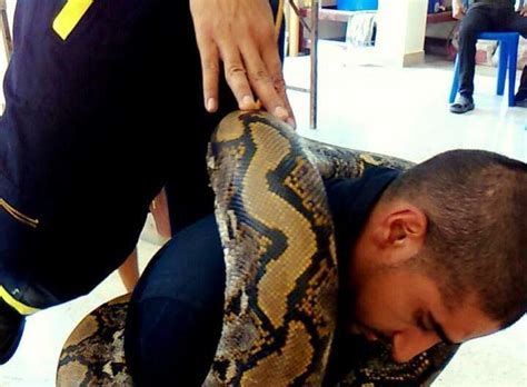 Image result for Reticulated Python Eating a Human