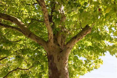 Image result for Fast Growing Shade Trees