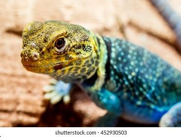 Image result for Blue Collared Lizard