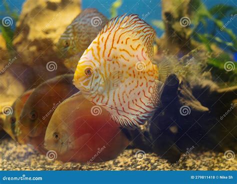 Image result for Rare Discus Fish