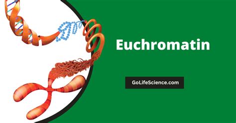 Image result for Operon On DNA