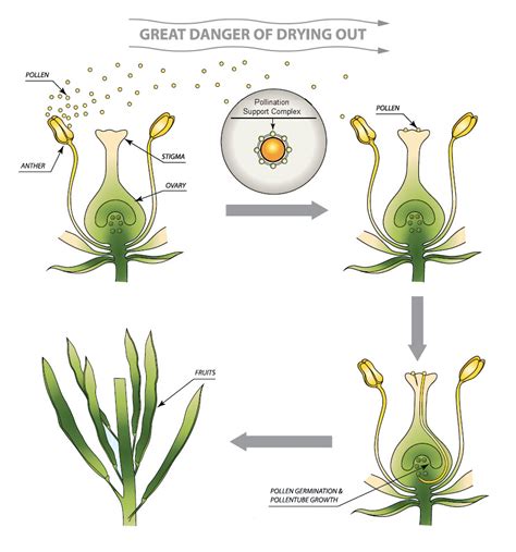 Image result for Flower Pollination Process