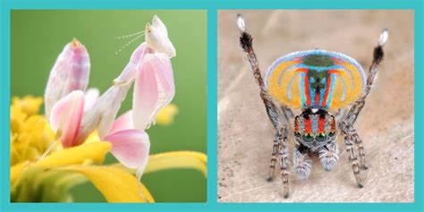 Image result for Most Beautiful Insects