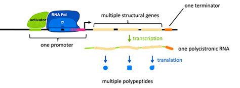 Image result for Gene Expression Promoter Operon