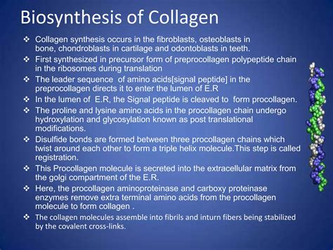 Image result for Collagen Function