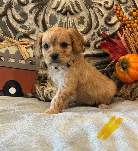 Image result for Red Cavapoo Dog Collar