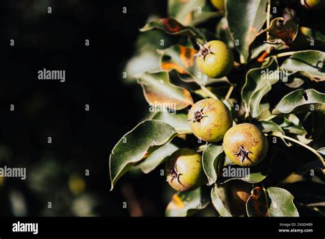 Image result for Pear Tree Trellis Rust