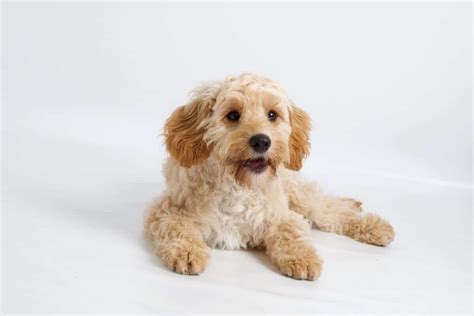 Image result for Breeders Cockapoo Dogs