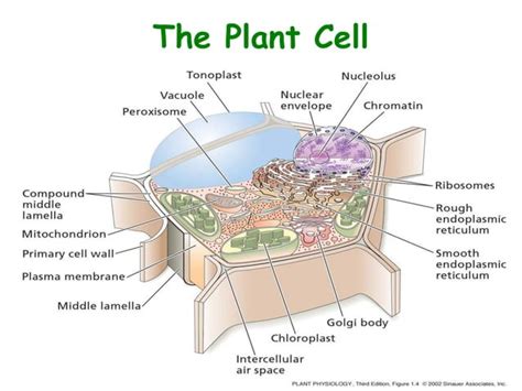 Image result for Plant Cell Structure and Function