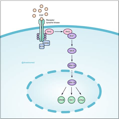 Image result for TLR Signaling Pathway