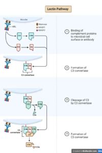Image result for Lectin Pathway of the Complement System