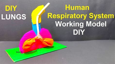 Image result for Respiratory System Science Project