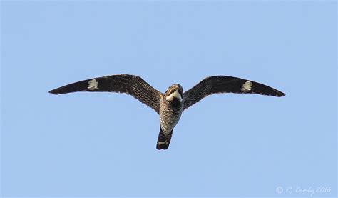 Image result for Nighthawk In-Flight Call Sounds