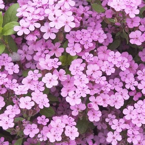 Image result for Alborada Py