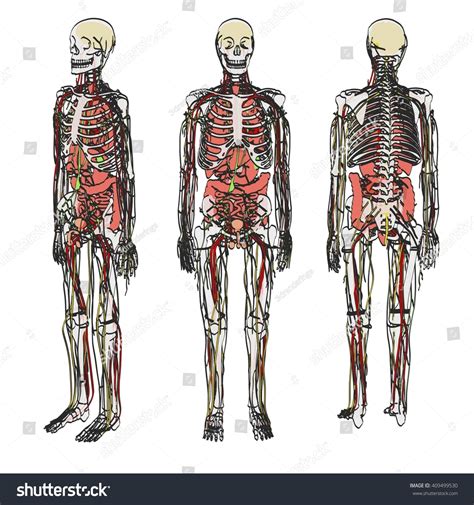 Image result for Cartoon Anatomy Tutorial