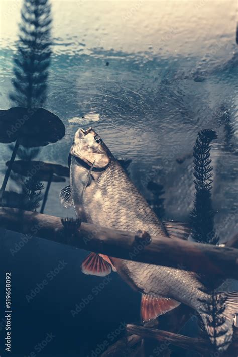 Image result for ASP Insect