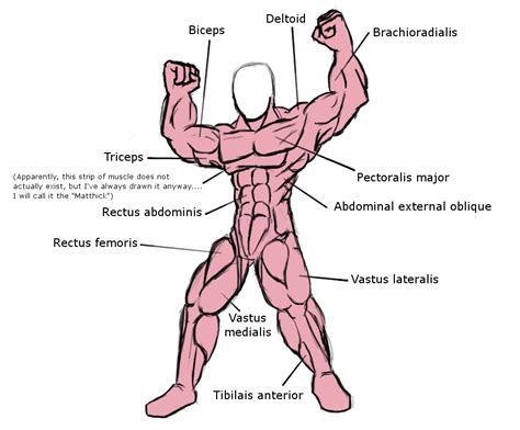 Image result for Body Building Muscle Chart