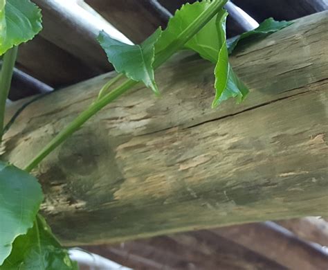 Image result for Swamp Oak Tree Minecraft