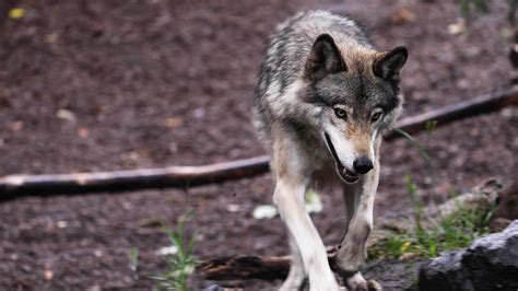 Image result for Wolves Calgary Zoo
