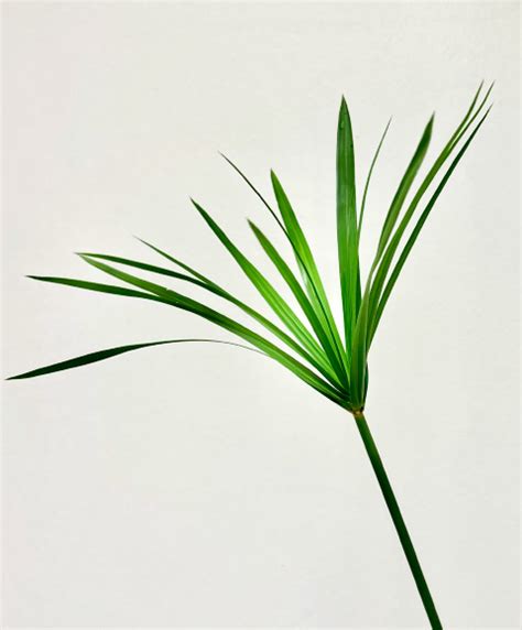 Image result for Papyrus Simple