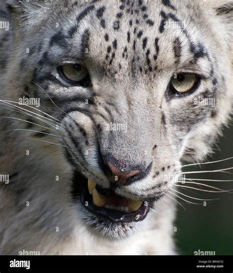 Image result for Snow Leopard Looking Forward