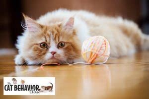 Image result for Cat Training Hand Aggression