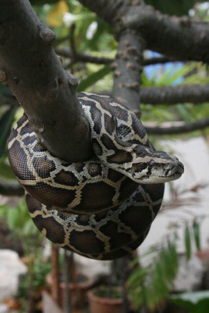 Image result for Burmese Python Side View