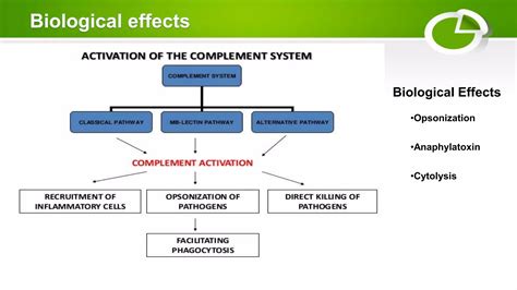 Image result for Complement Pathway Model