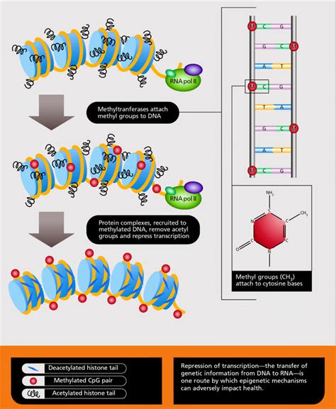 Image result for Epigenetics How Does Work
