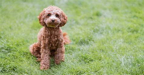Image result for Cavapoo Haircuts