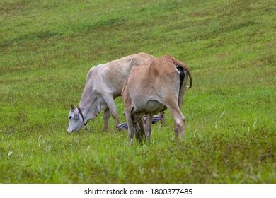 Image result for Sapi Cow