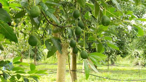 Image result for Self-Pollinating Avocado Tree
