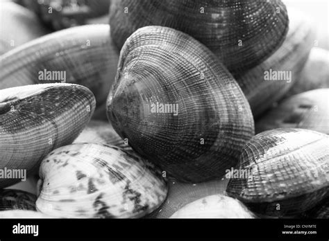 Image result for Shellfish Food