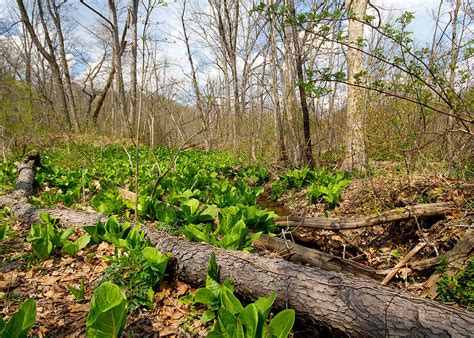 Image result for Springing