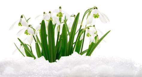 Image result for Snowdrop Snow